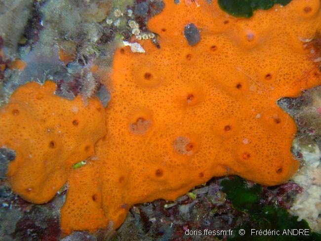 Haliclona (Halichoclona) fulva | DORIS