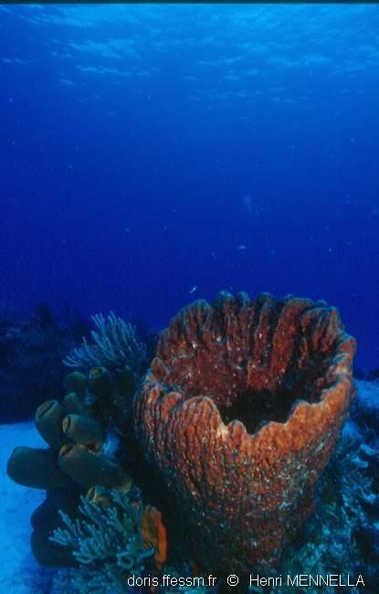 Geodia neptuni | DORIS