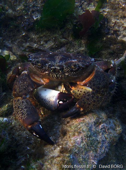 Eriphia verrucosa | DORIS