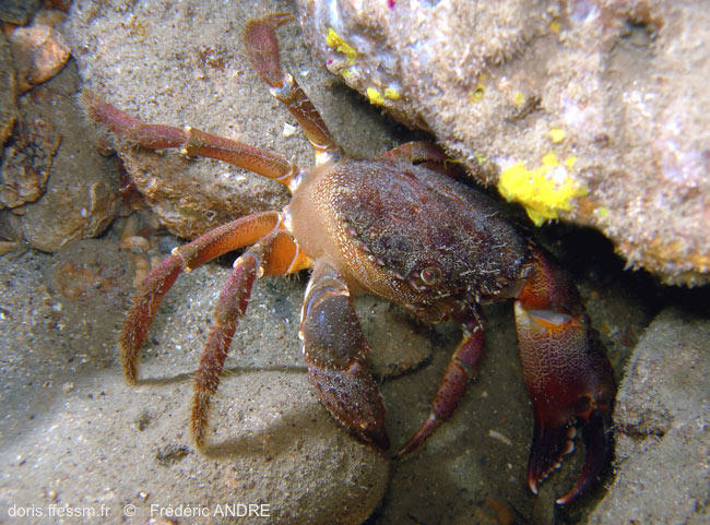 Eriphia verrucosa | DORIS