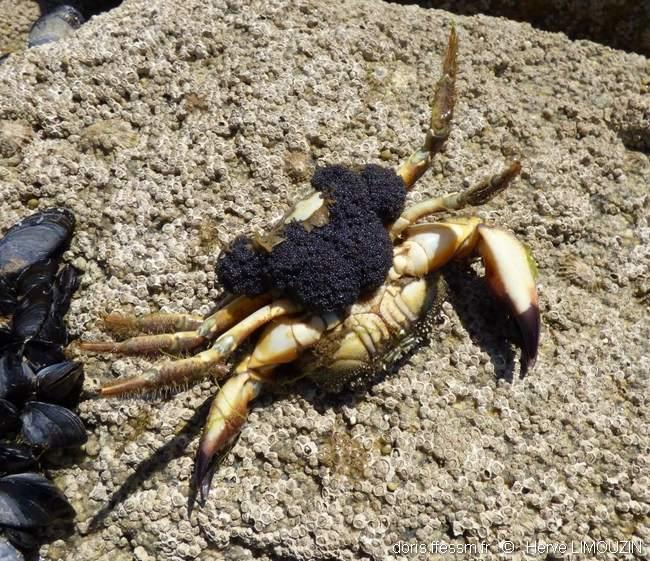 Eriphia verrucosa | DORIS