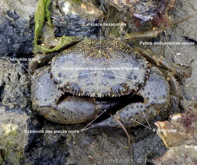 Eriphia verrucosa | DORIS