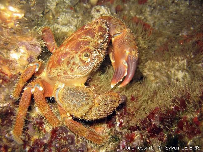 Eriphia verrucosa | DORIS