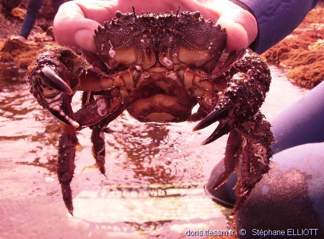 Eriphia verrucosa | DORIS