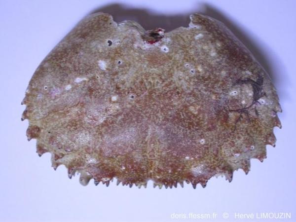 Eriphia verrucosa | DORIS