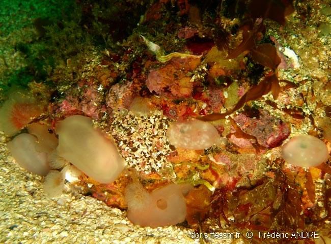 Ascidia virginea | DORIS