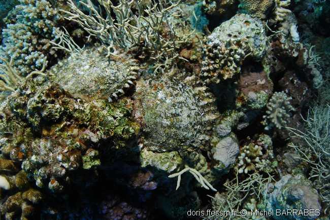 Pinctada margaritifera | DORIS