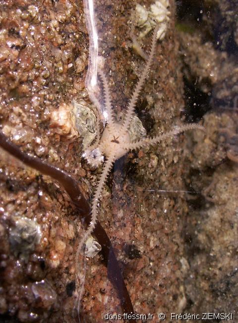 Amphipholis squamata | DORIS
