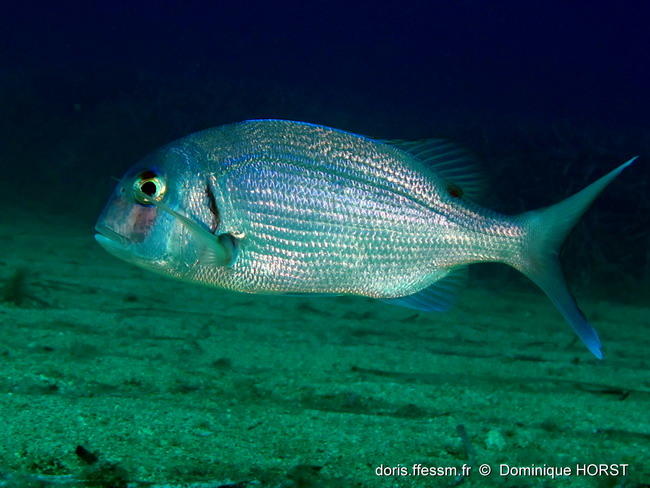 Pagrus pagrus | DORIS