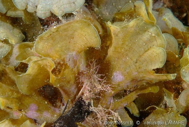 Zonaria tournefortii | DORIS