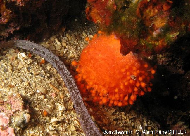 Tethya aurantium | DORIS