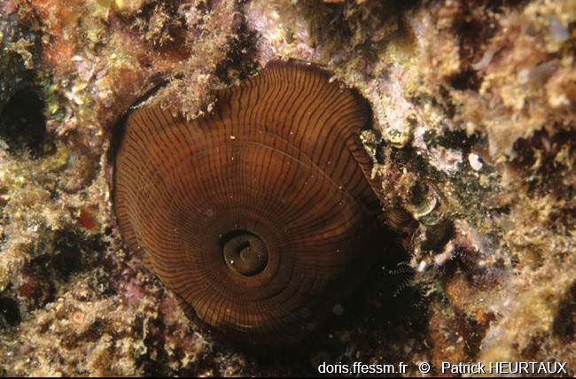 Actinia striata | DORIS