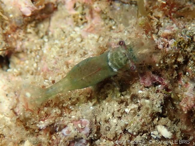 Eualus cranchii | DORIS