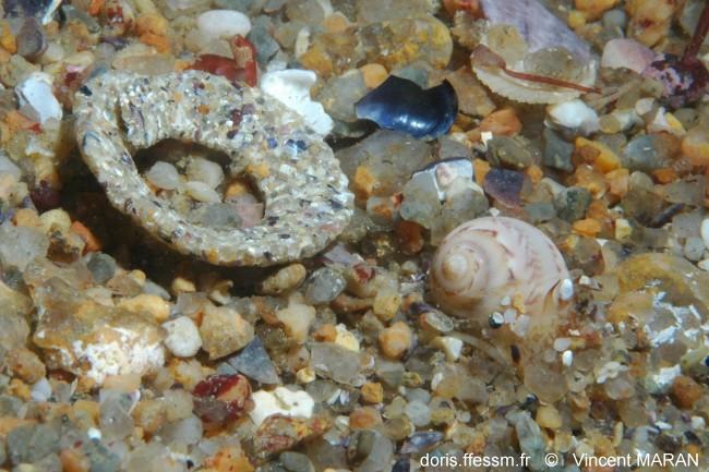 Euspira nitida | DORIS