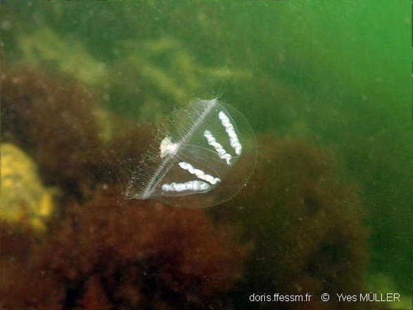 Eutonina indicans | DORIS