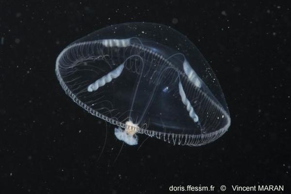 Eutonina indicans | DORIS