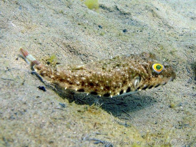 Sphoeroides spengleri | DORIS