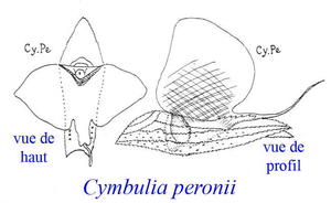 Cymbulia peronii | DORIS