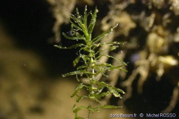 Elodea canadensis | DORIS