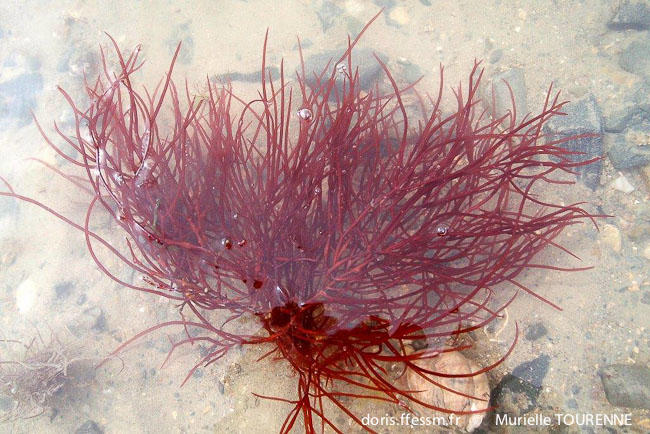 Solieria chordalis | DORIS