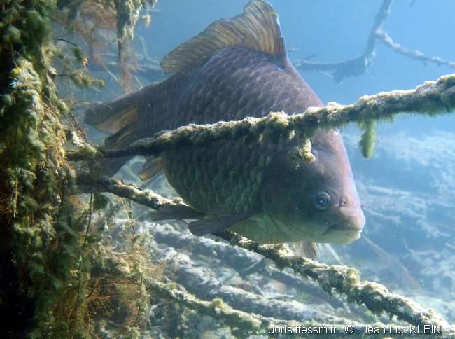 Carassius spp. | DORIS