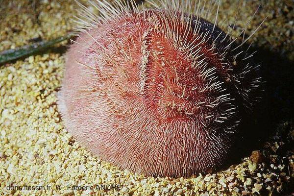 Spatangus purpureus | DORIS