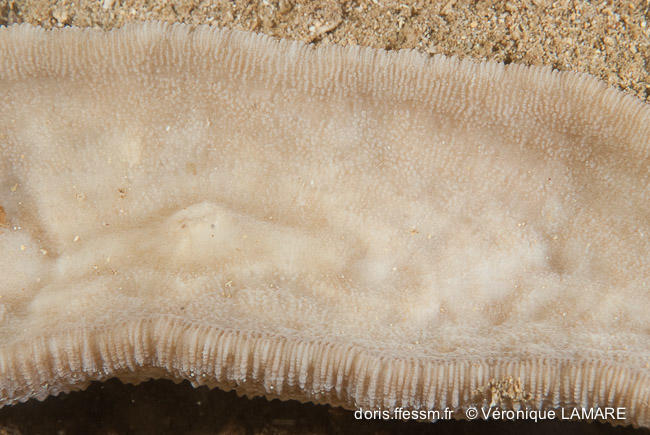 Polyphyllia talpina | DORIS