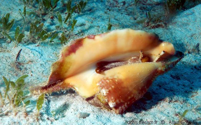 Aliger gallus | DORIS