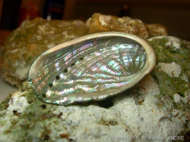 Haliotis tuberculata f. lamellosa | DORIS