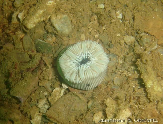 Heterocyathus aequicostatus | DORIS