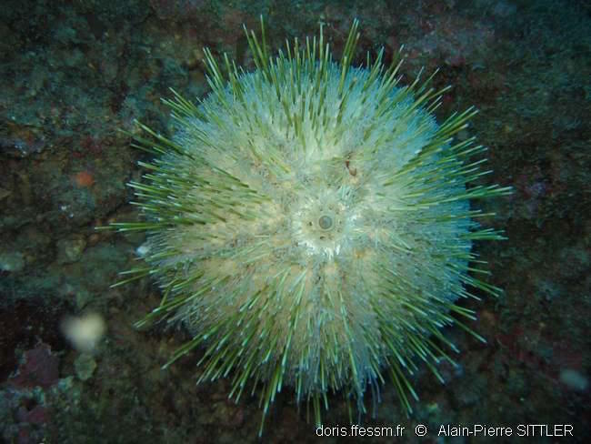 Echinus melo | DORIS