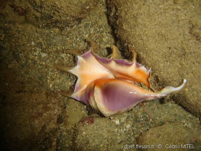 Lambis lambis | DORIS