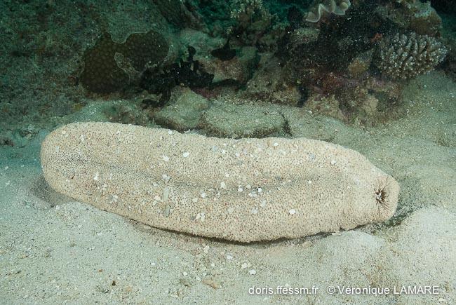 Holothuria (Microthele) fuscopunctata | DORIS