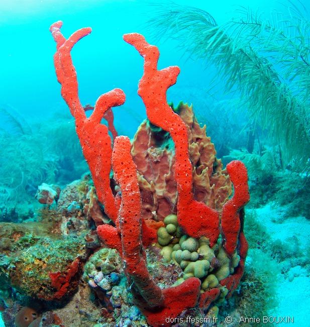 Amphimedon compressa | DORIS