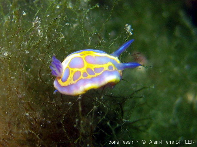 Felimida binza | DORIS