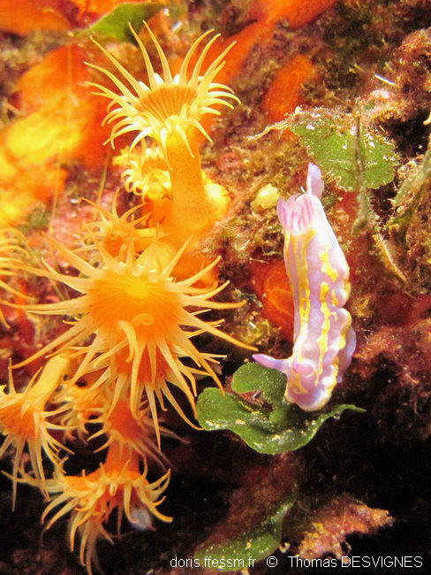 Felimida binza | DORIS