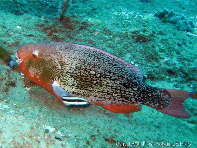 Scarus rubroviolaceus | DORIS