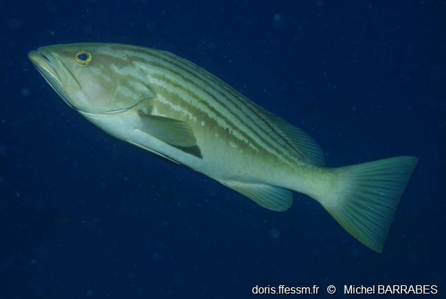 Epinephelus costae | DORIS
