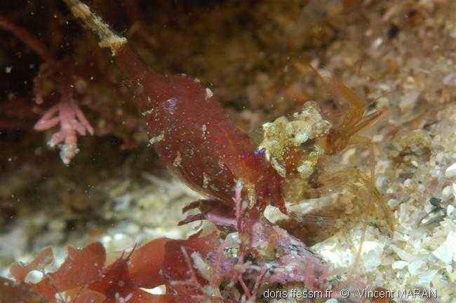 Eualus cranchii | DORIS