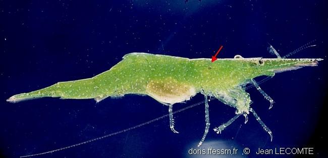 Hippolyte inermis | DORIS