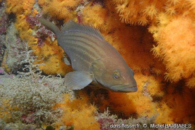 Epinephelus costae | DORIS