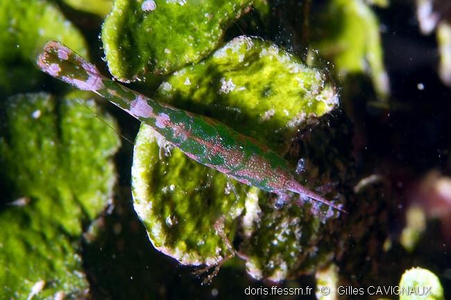 Hippolyte inermis | DORIS