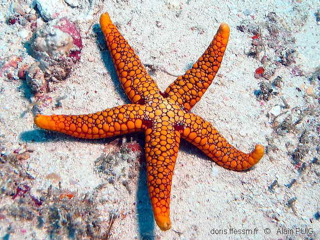 Ferdina mena | DORIS