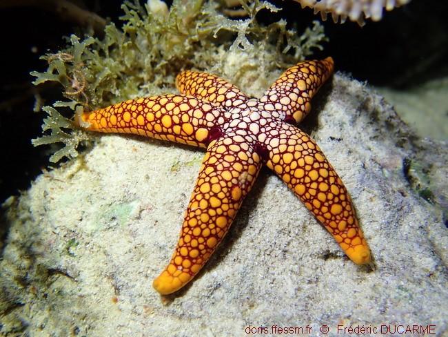 Ferdina mena | DORIS