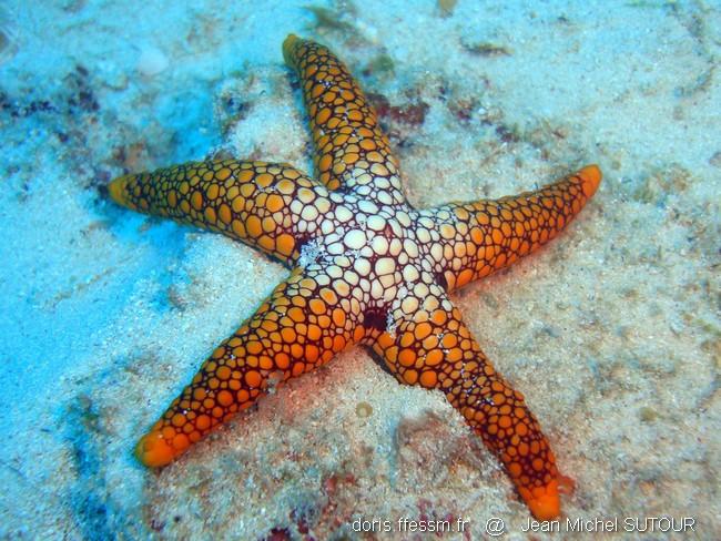 Ferdina mena | DORIS