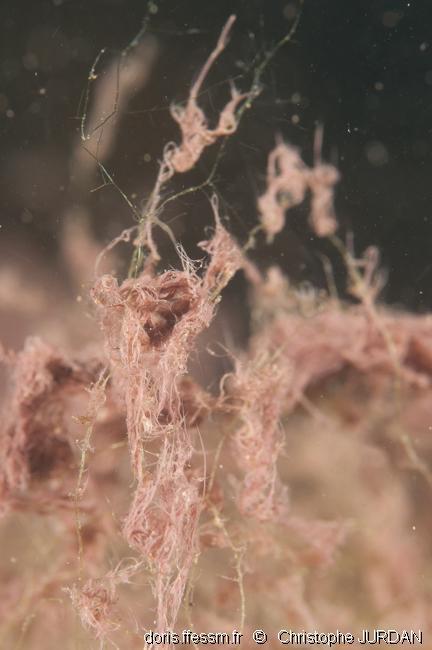 Planktothrix rubescens | DORIS