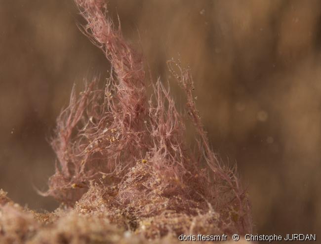 Planktothrix rubescens | DORIS