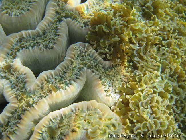 Fimbriaphyllia ancora | DORIS