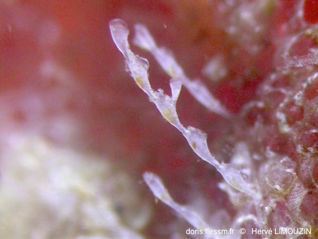 Scruparia chelata | DORIS