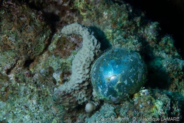 Valonia ventricosa | DORIS